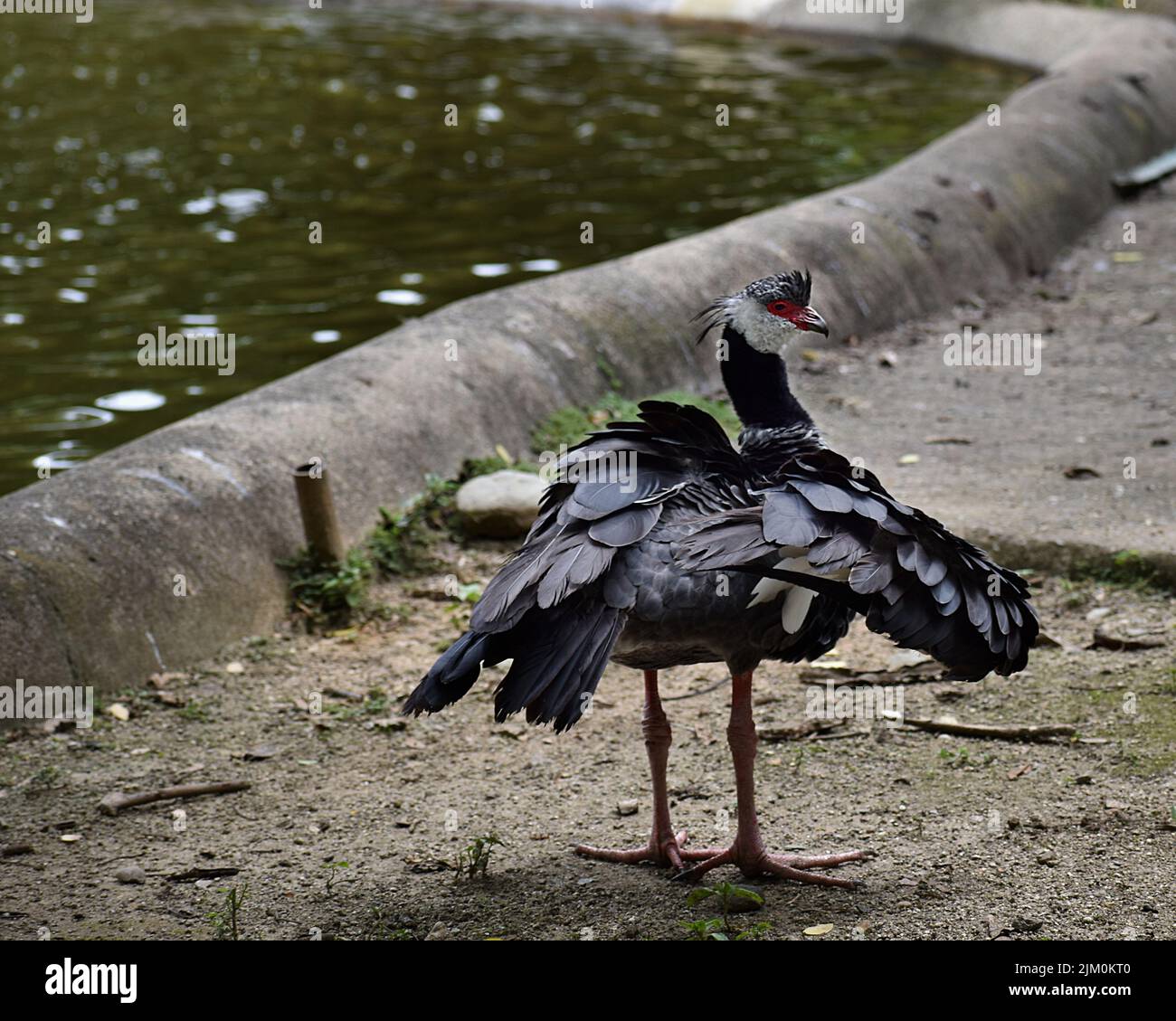 Chauna chavaria hi-res stock photography and images - Alamy