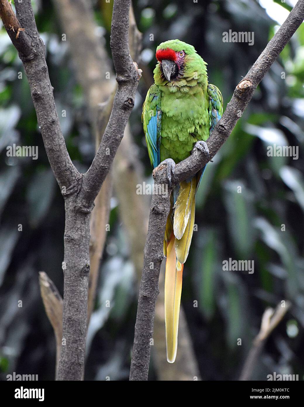 A vertical closeup shot of a beautiful red-fronted parakeet perched on ...