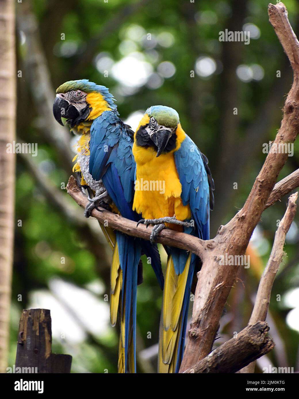 Parrots on branch hi-res stock photography and images - Alamy