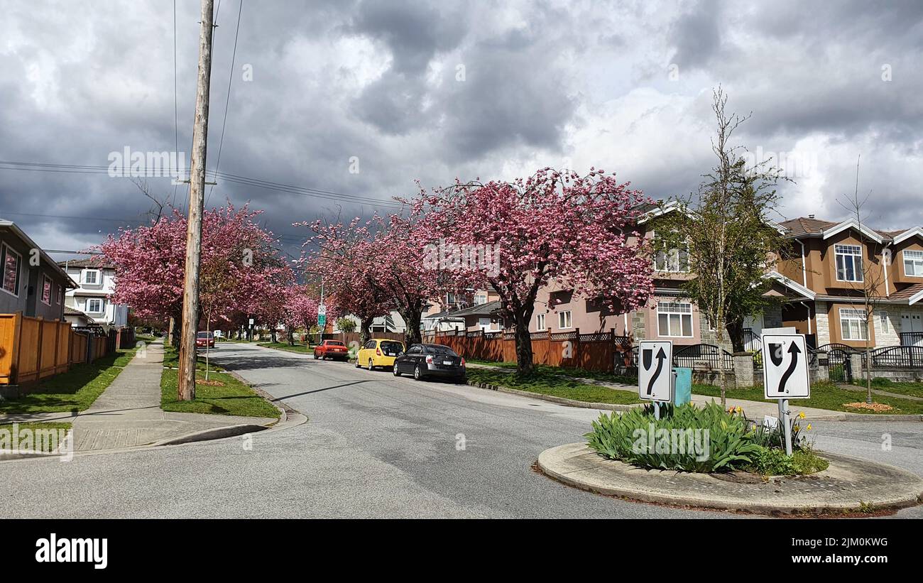 Cherry tree city street hi-res stock photography and images - Alamy