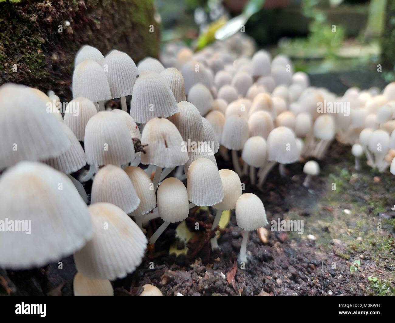 a bunch of white mushrooms growing in the yard of a house Stock Photo ...