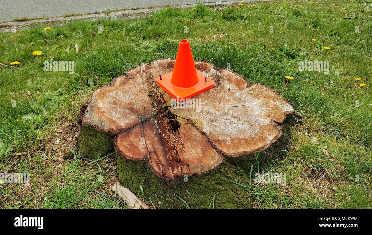 An orange cone on a young maple tree trunk Stock Photo - Alamy