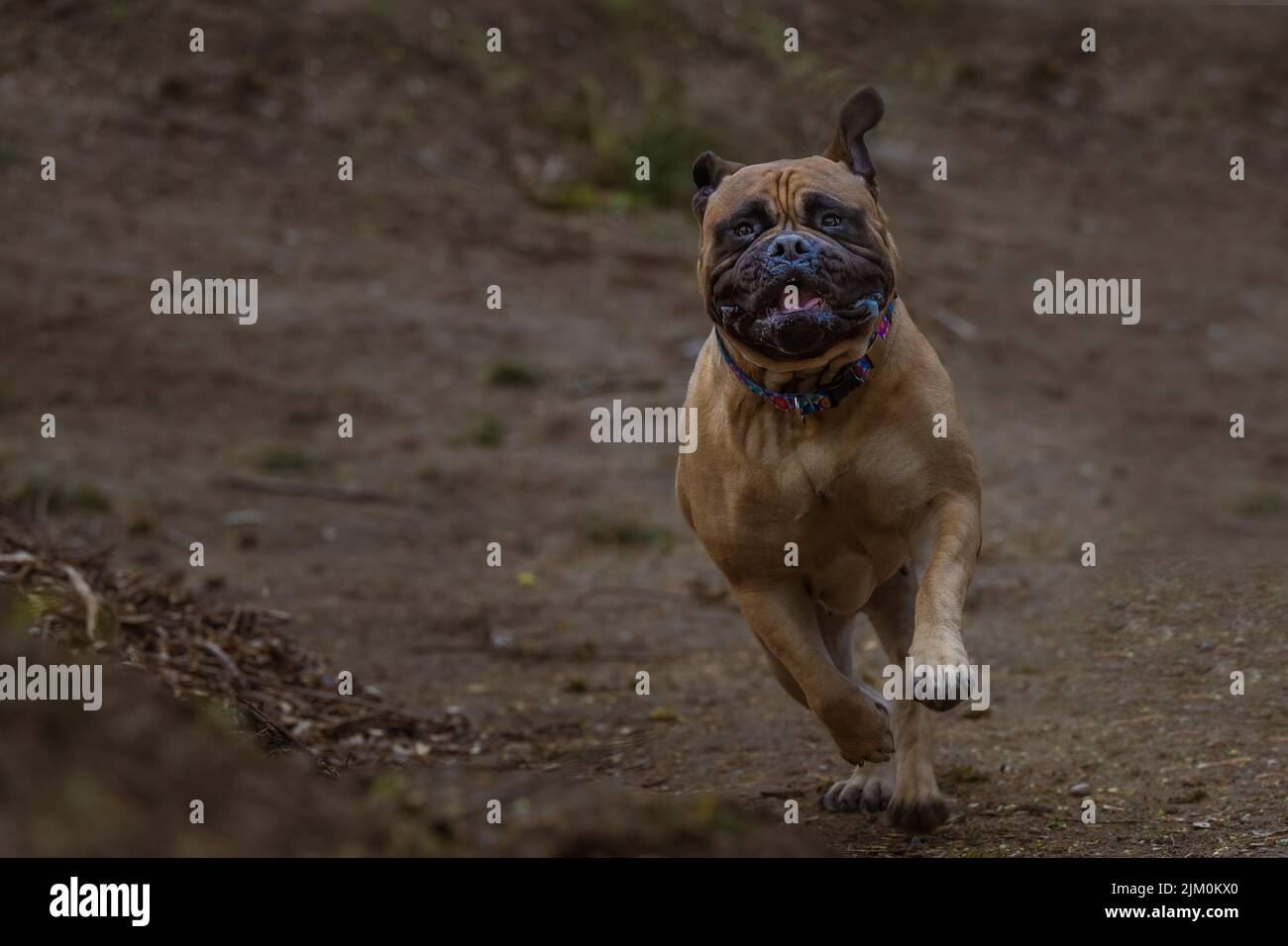 A BULLMASTIFF RUNNINGWITH BRIGHT EYES AND A OPEN MOUTH WEARING A MULTI ...
