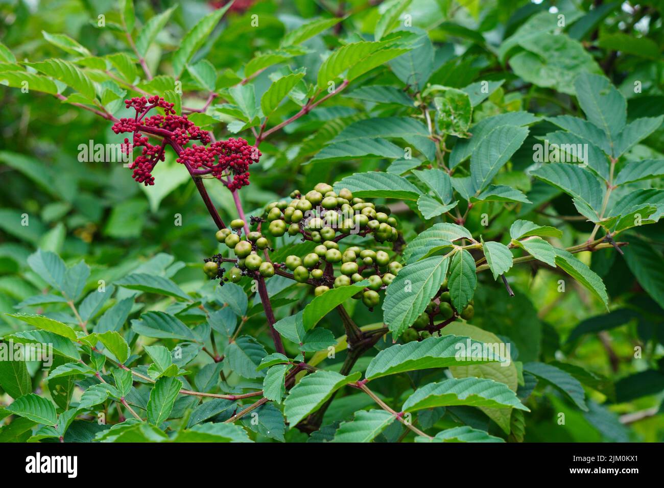 A selective focus shot of blooming flowers Stock Photo - Alamy