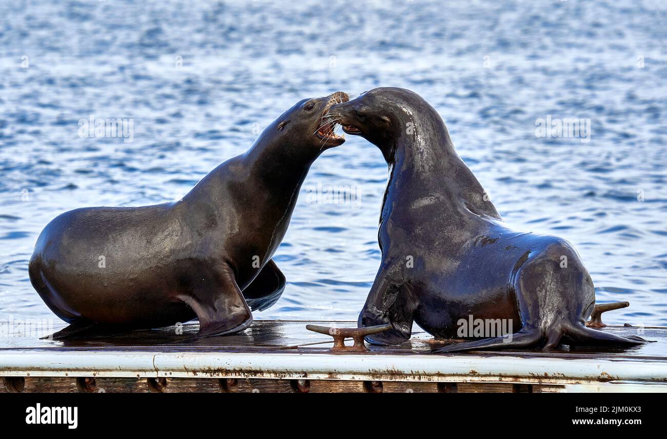 Two cute sea lions on the shore Stock Photo - Alamy