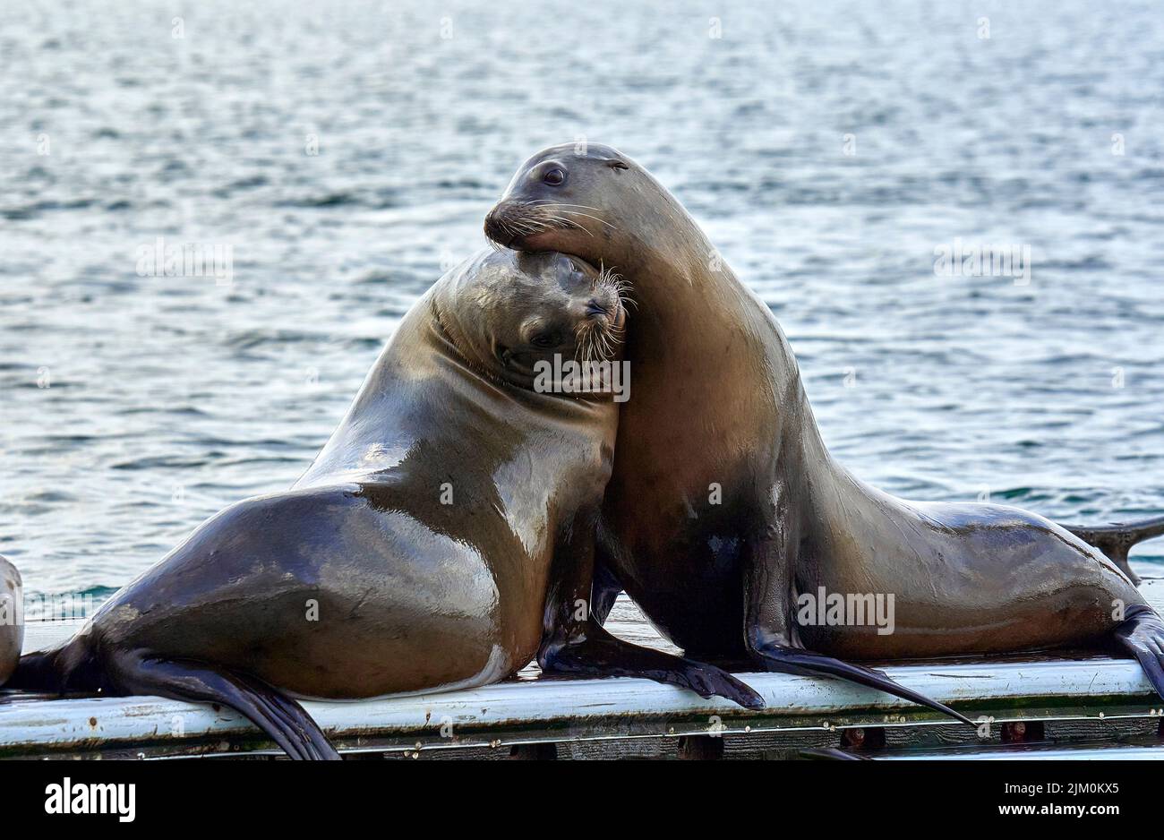 A closeup of two adorable sea lions hugging each other on a blurred ...