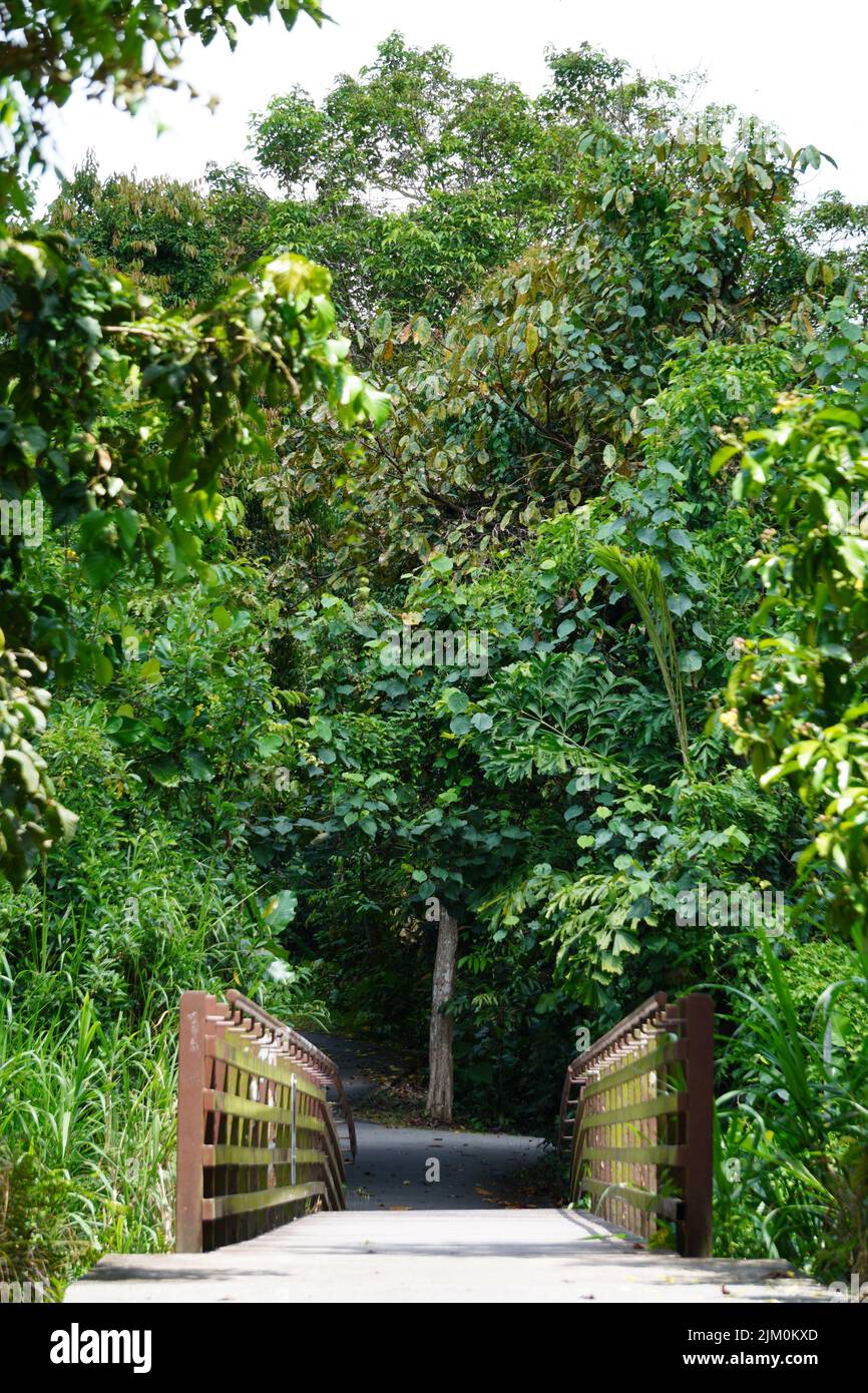 A vertical shot of a bridge in the forest Stock Photo - Alamy