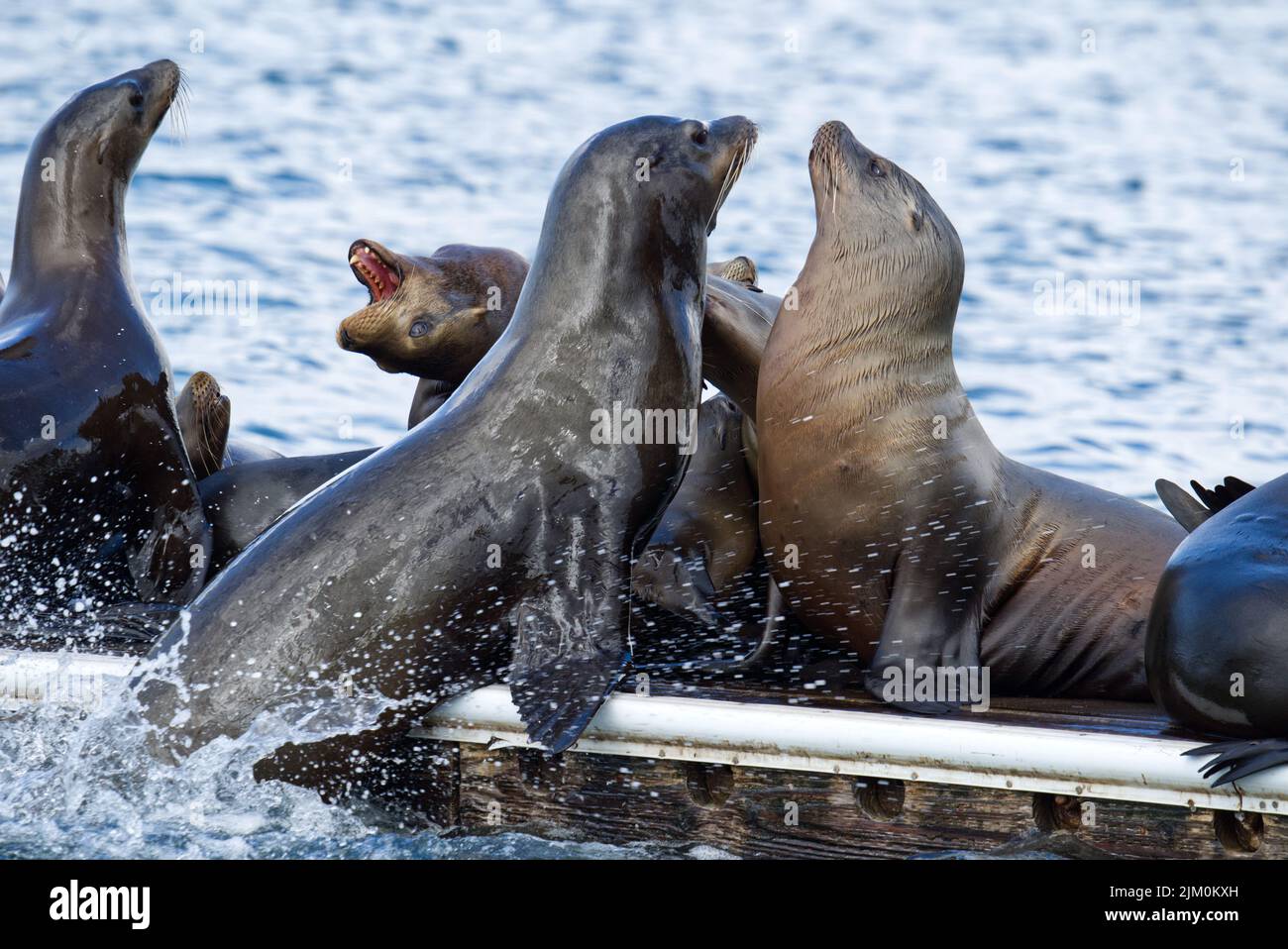 Cute sea lions on the shore Stock Photo - Alamy