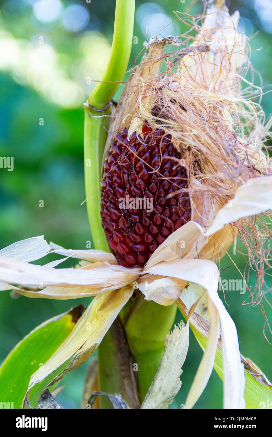 close up ear of red strawberry corn on the plant in the orchard Stock ...