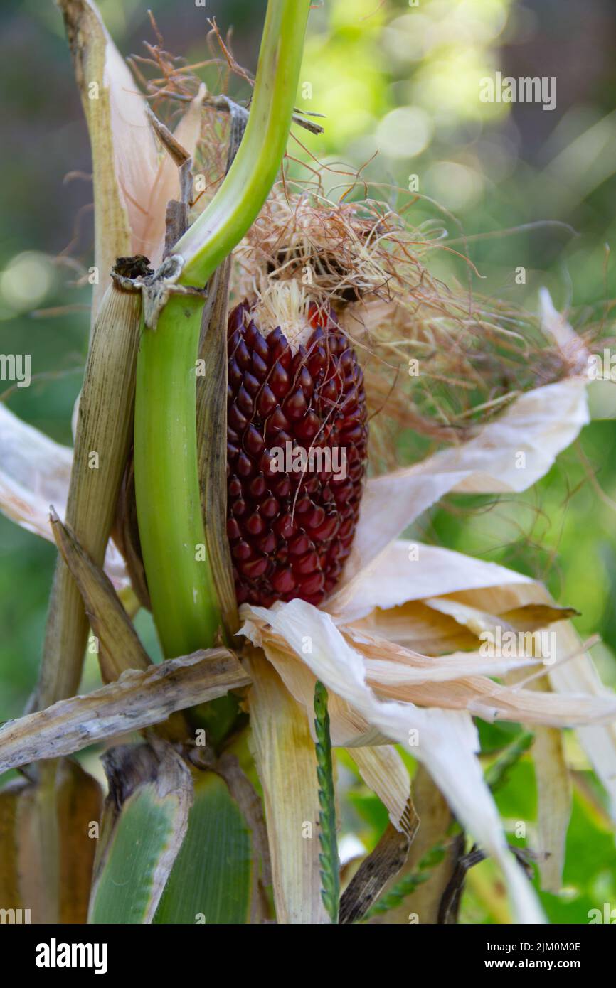 close up ear of red strawberry corn on the plant in the orchard Stock ...