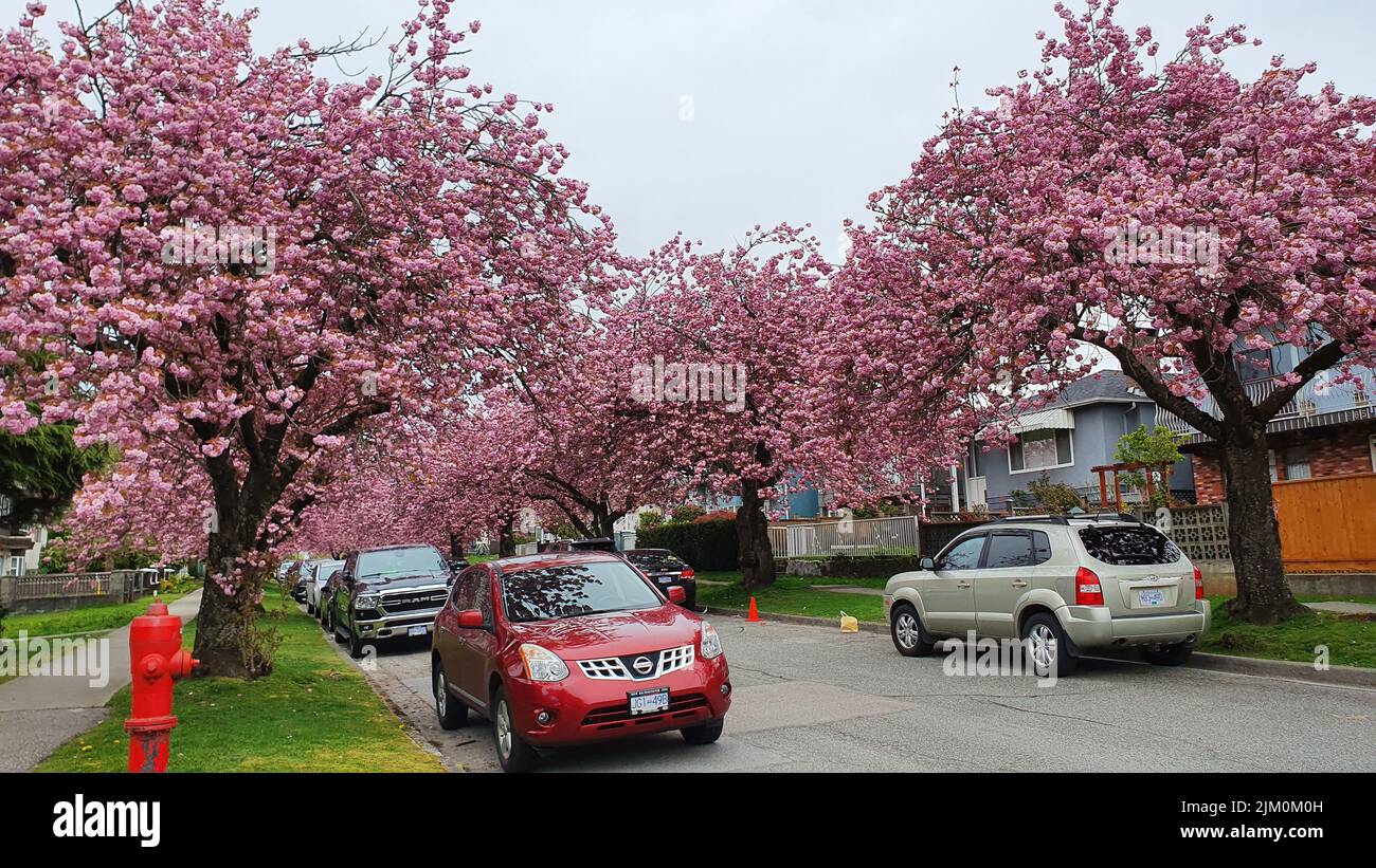 Cherry tree city street hi-res stock photography and images - Alamy