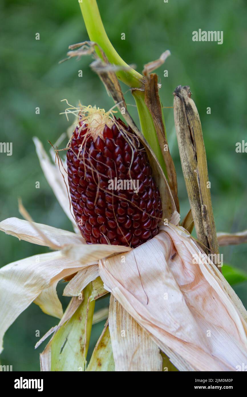 close up ear of red strawberry corn on the plant in the orchard Stock ...