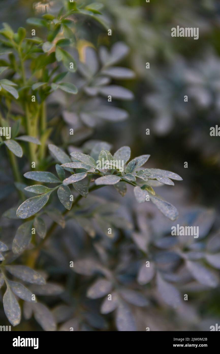 leaves of the rue plant in the organic garden Stock Photo - Alamy
