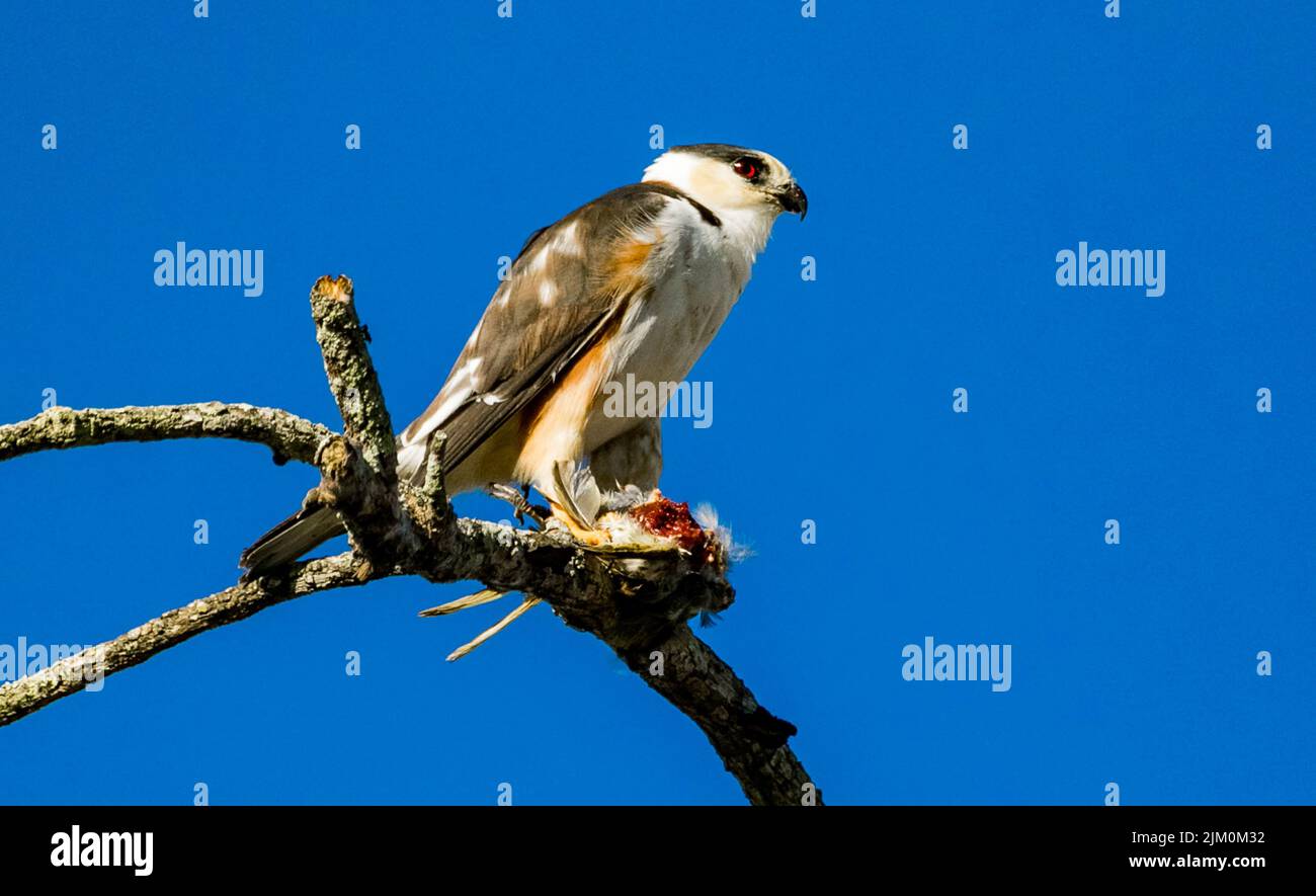 White neck hawk hi-res stock photography and images - Alamy