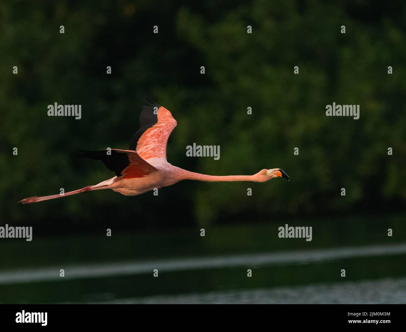 Flying flamingo hi-res stock photography and images - Alamy