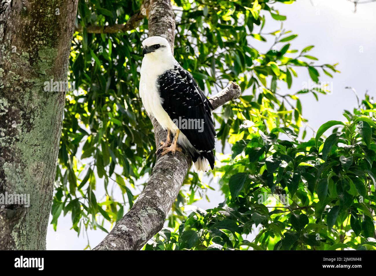 White hawk hi-res stock photography and images - Alamy