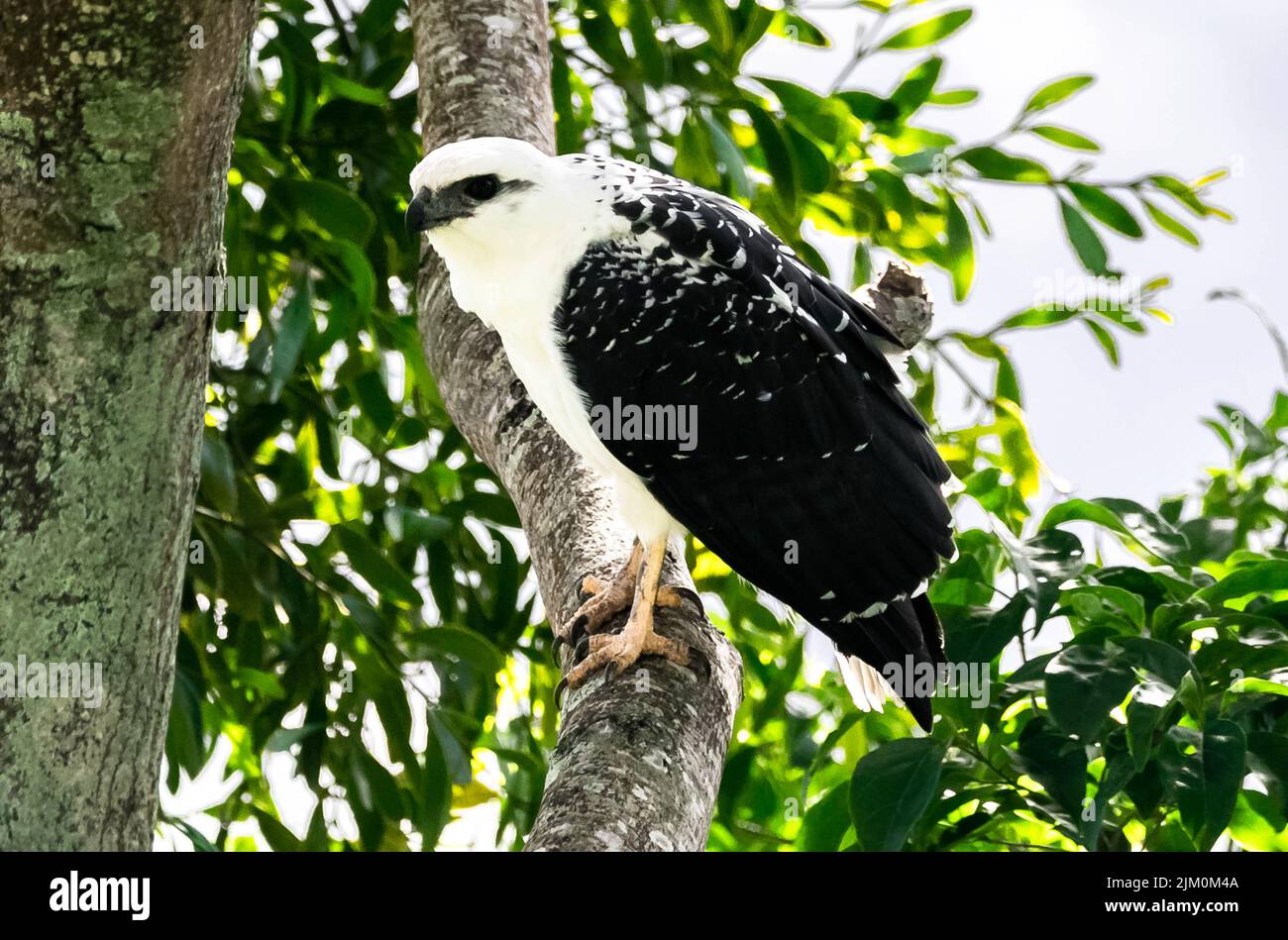 White hawk hi-res stock photography and images - Alamy