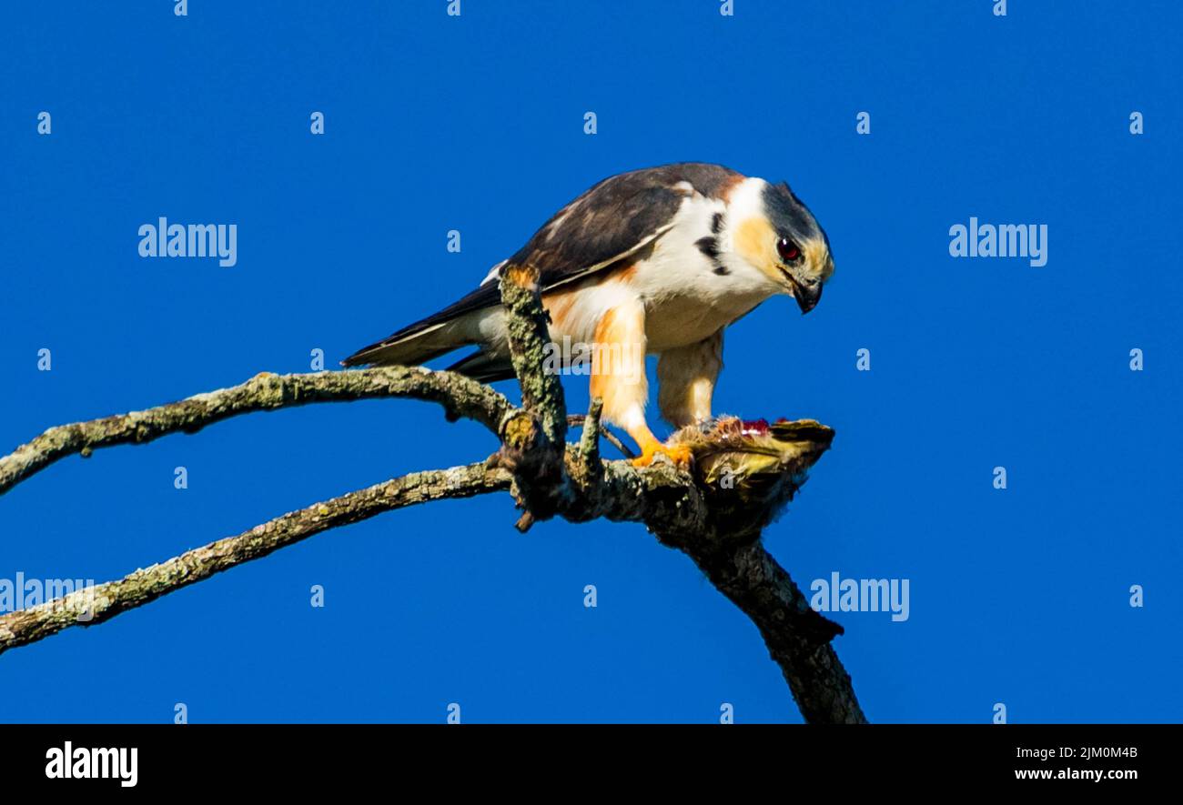 White necked hawk hi-res stock photography and images - Alamy