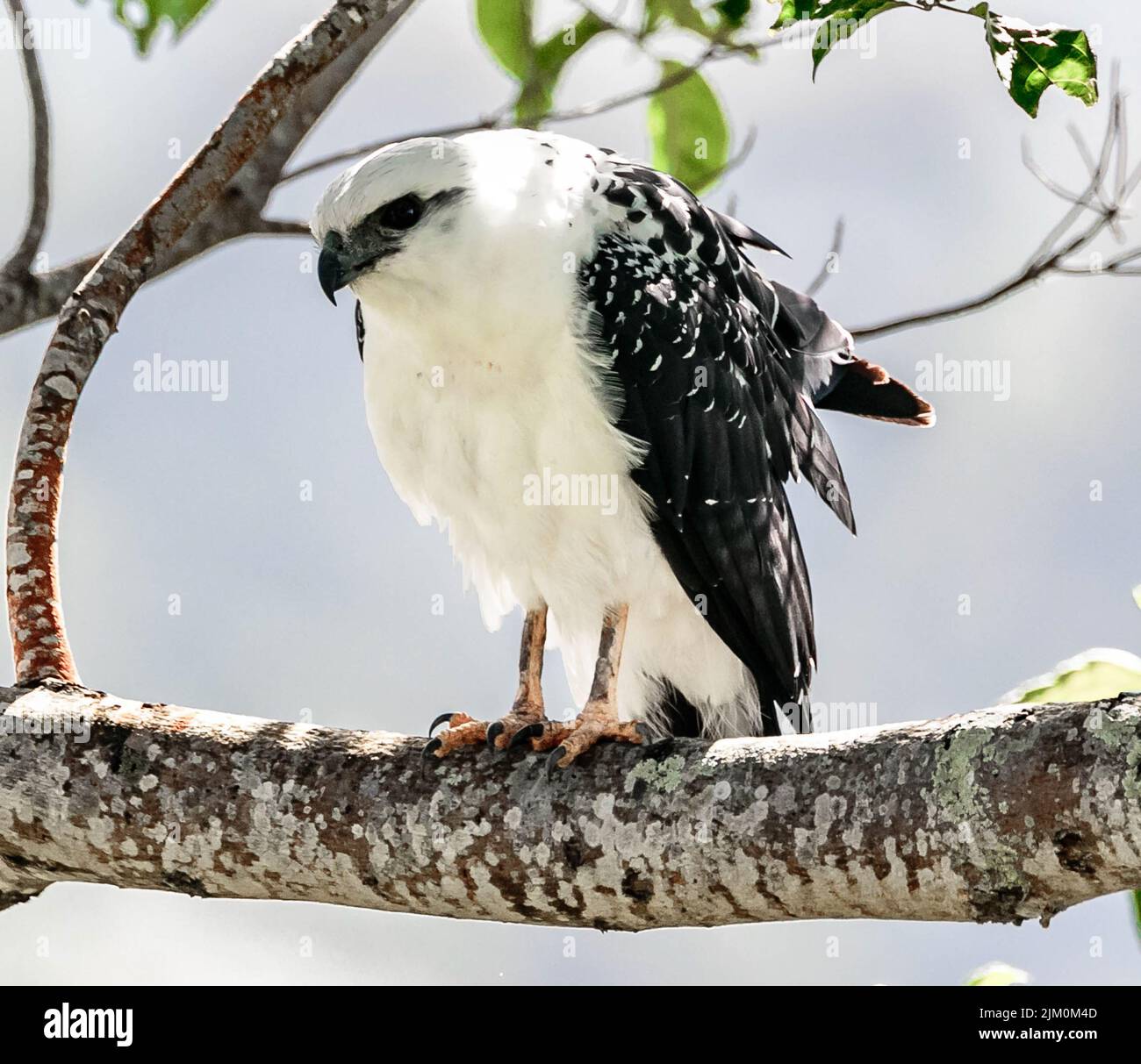 White neck hawk hi-res stock photography and images - Alamy