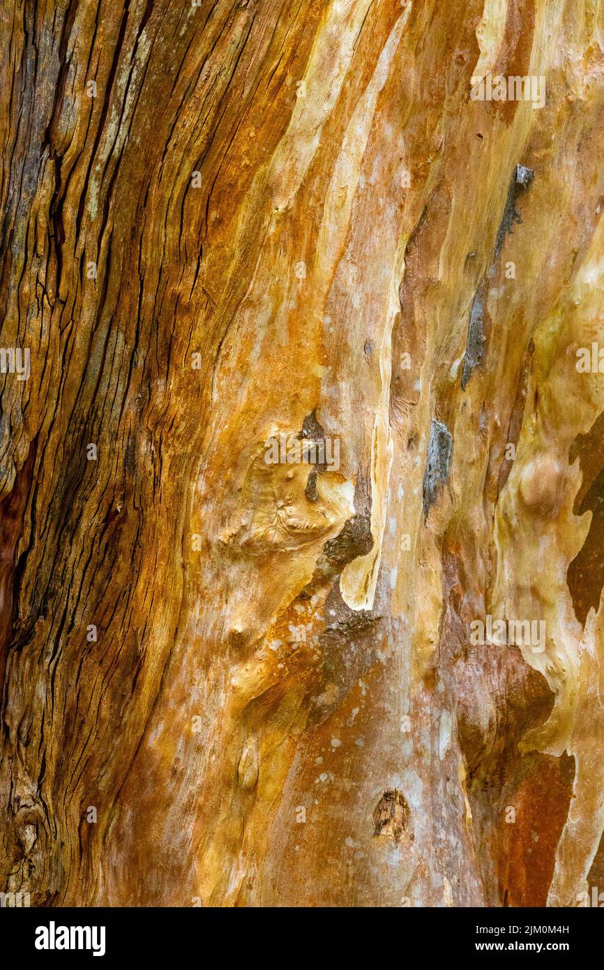 Damaged wood texture hi-res stock photography and images - Alamy