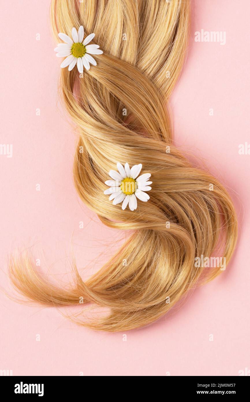 Long golden blond curly hair. A part of blond hair top view on pink ...