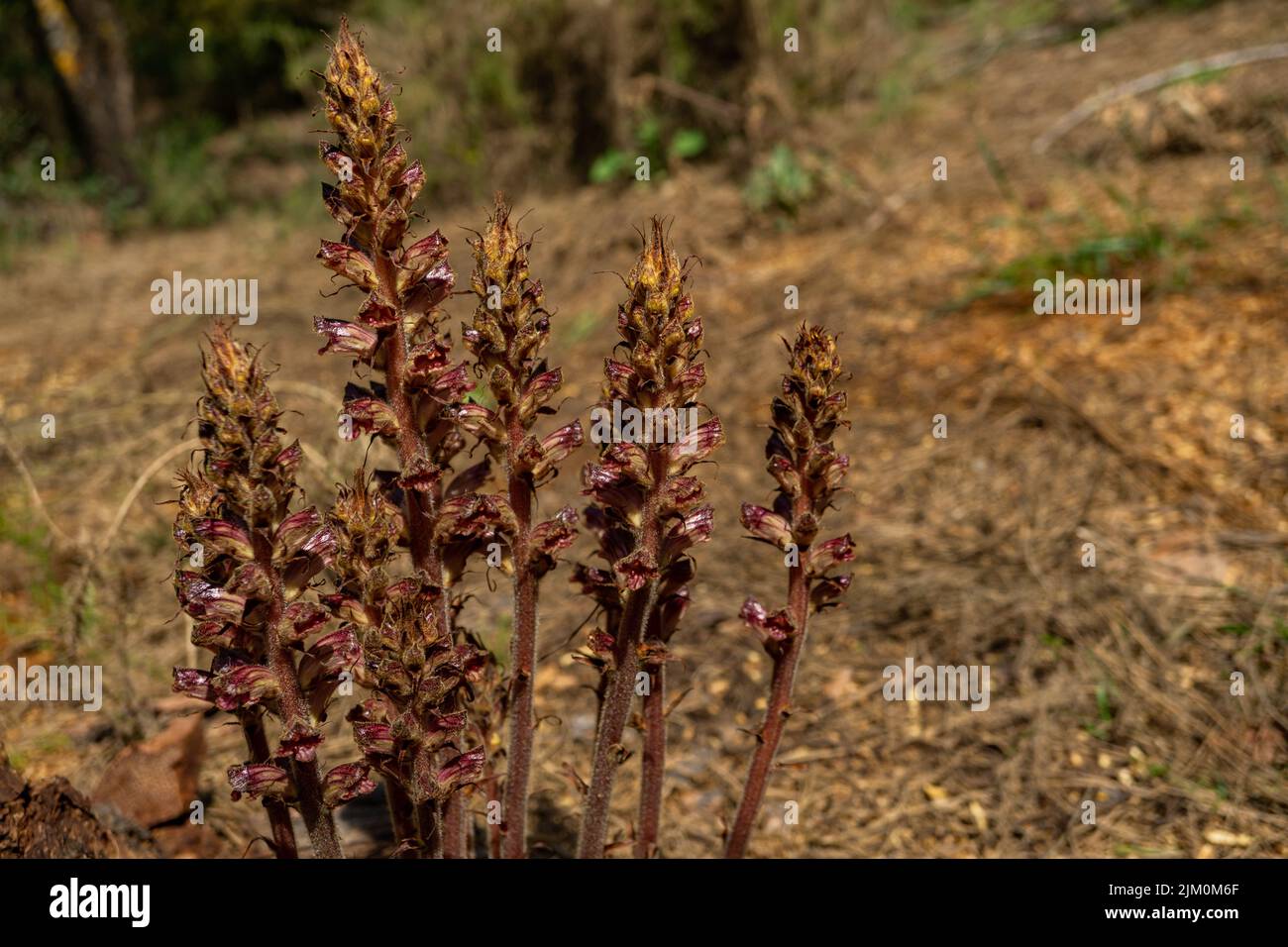wild flower of Crepidium klimkoanum Stock Photo - Alamy
