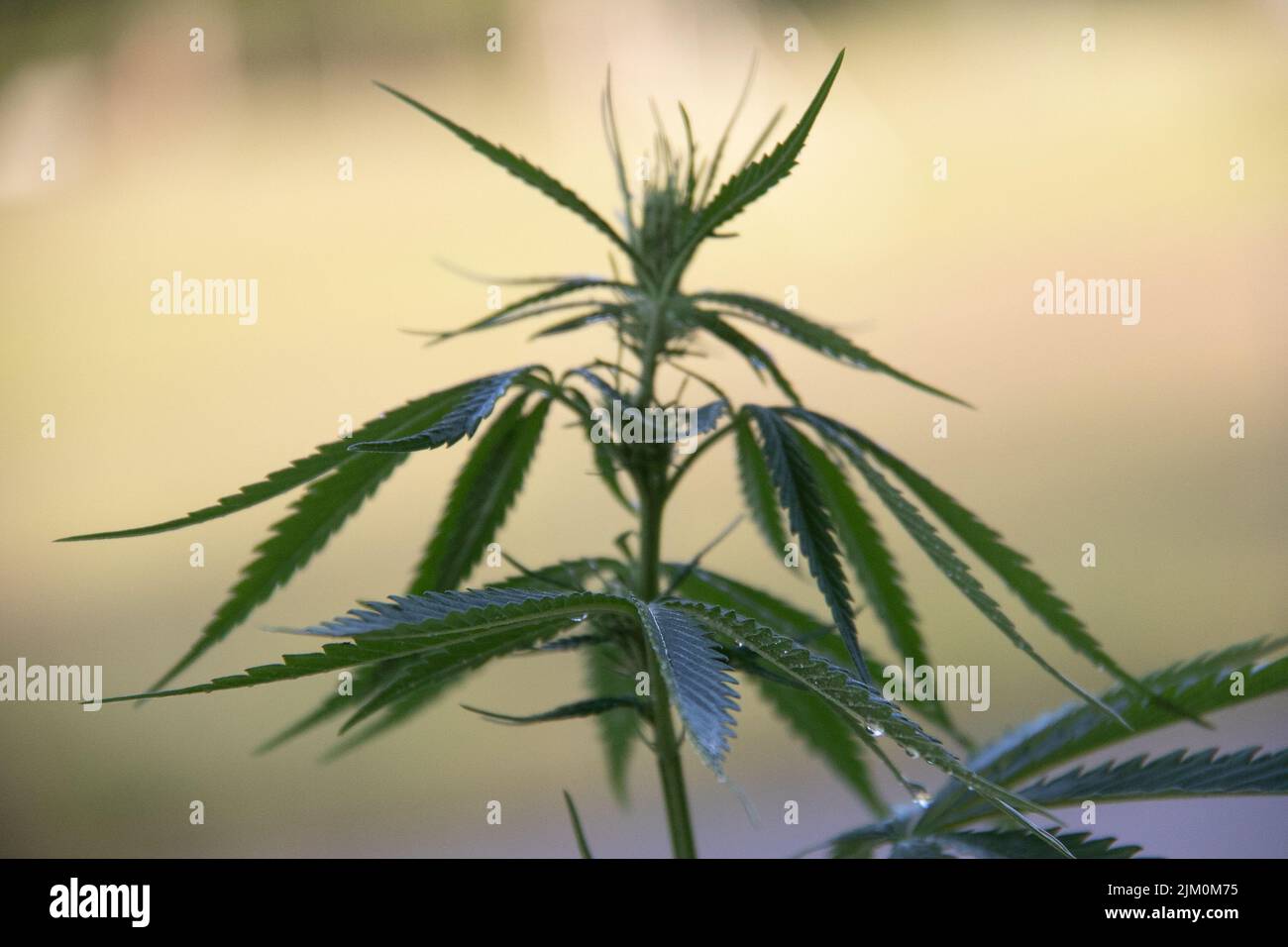 A selective focus shot of a cannabis plant Stock Photo - Alamy