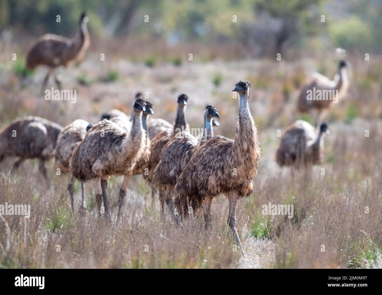 flock of emus in the flinderes ranges, South Australia Stock Photo - Alamy