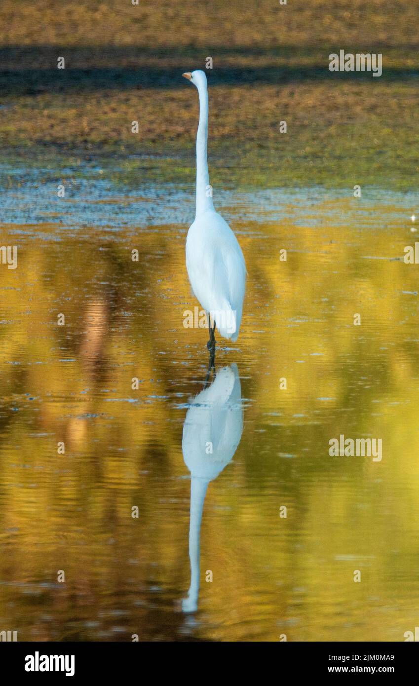 An Eastern great egret walking in the shallow pond and its reflection ...