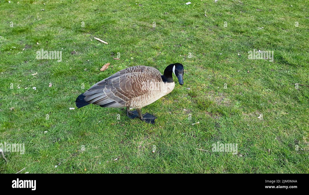 wild duck posing in the park green background Stock Photo - Alamy