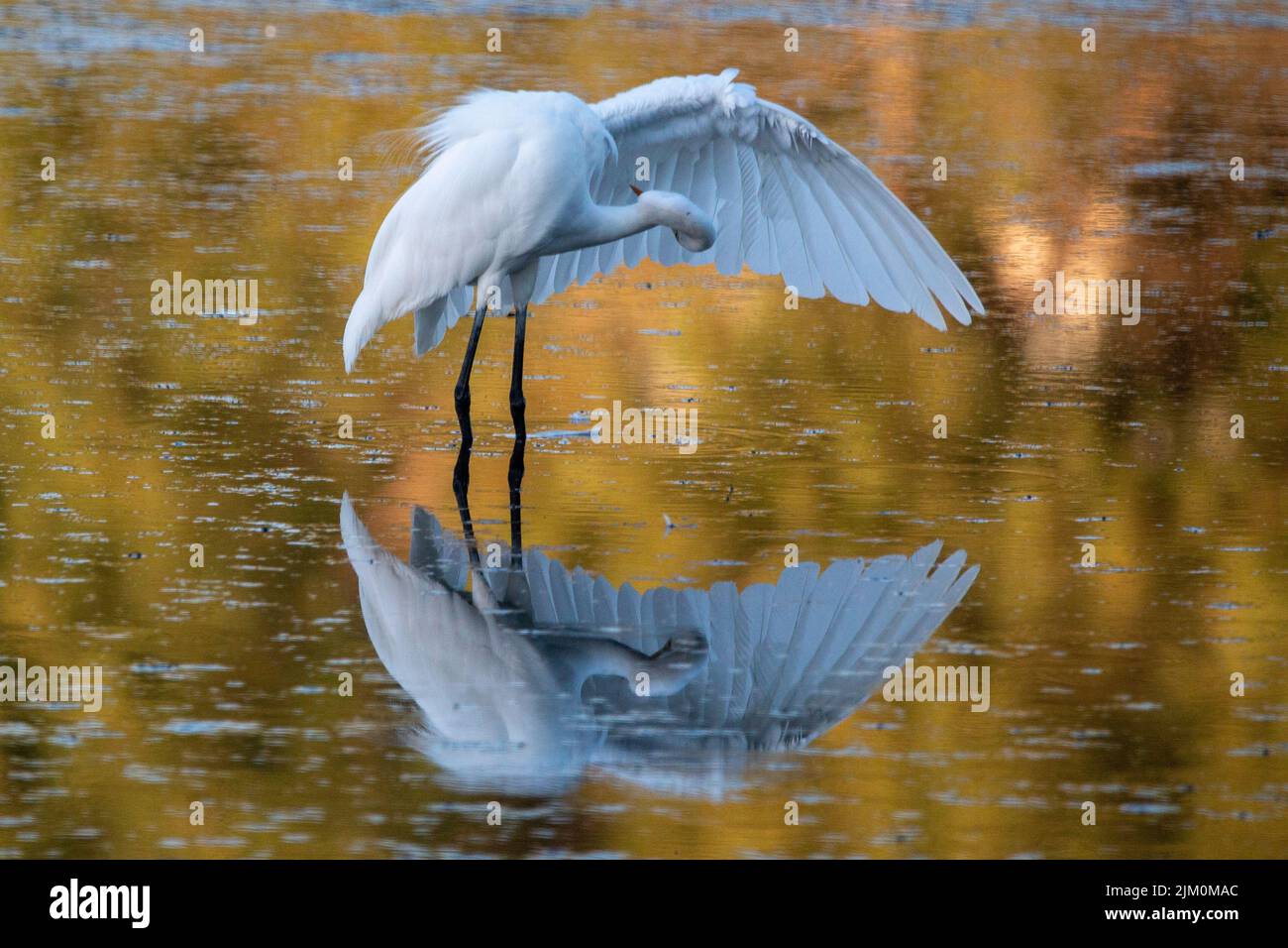 A Great egret with open wings preening itself in the shallow lake Stock ...