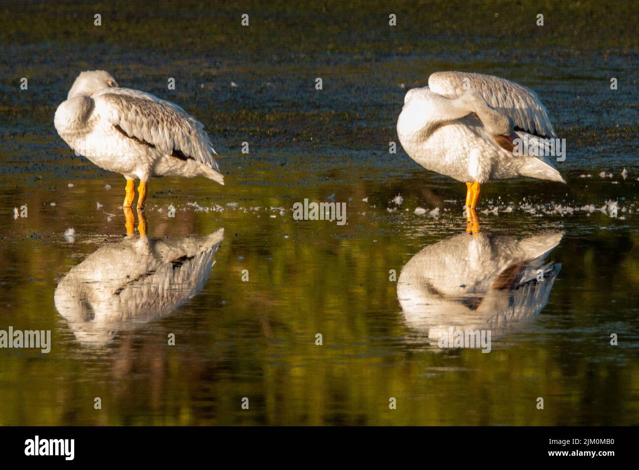 Two American white pelicans preening themselves in the shallow water of ...