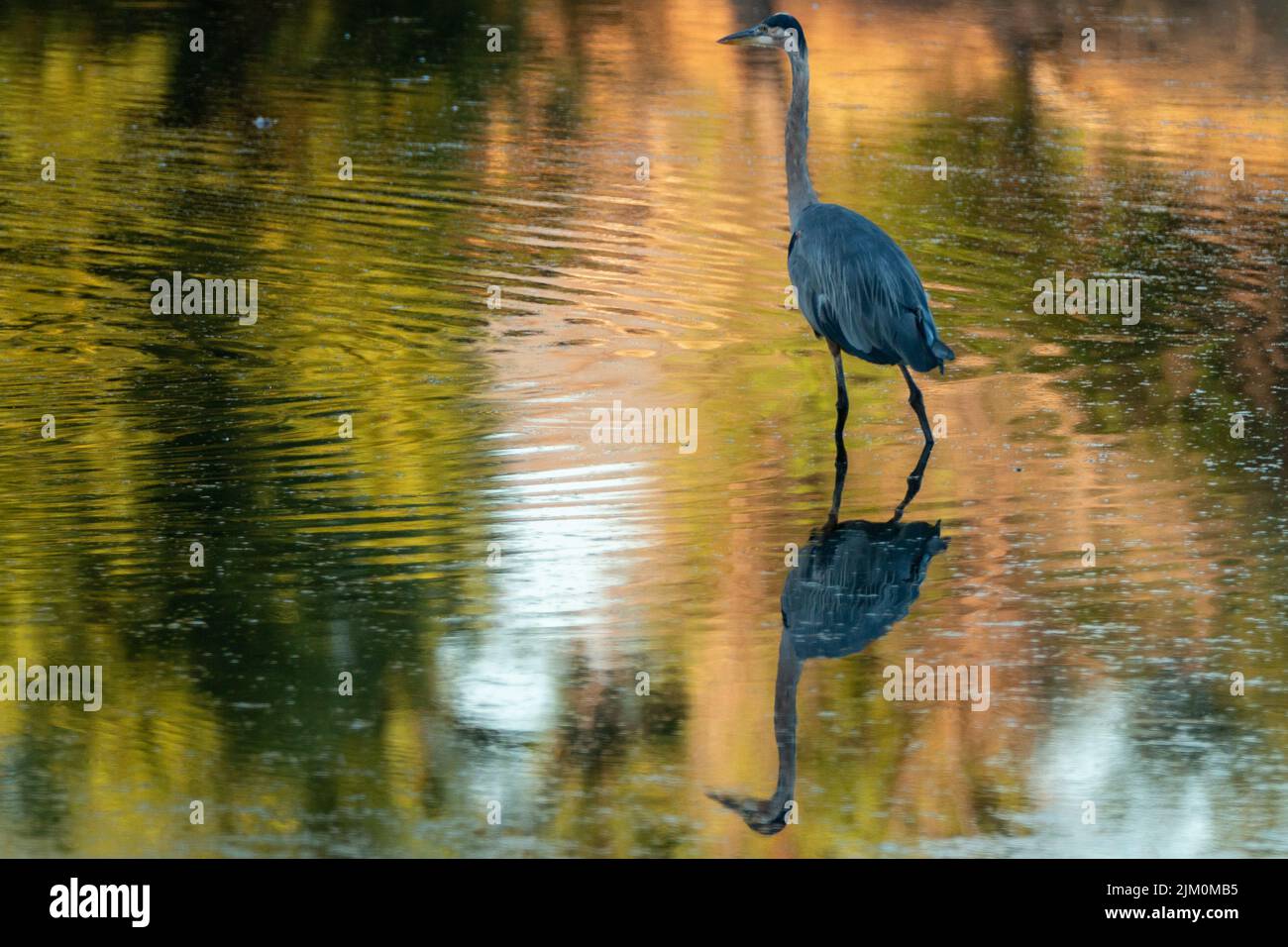 A Great blue heron walking in the shallow pond and its reflection Stock ...