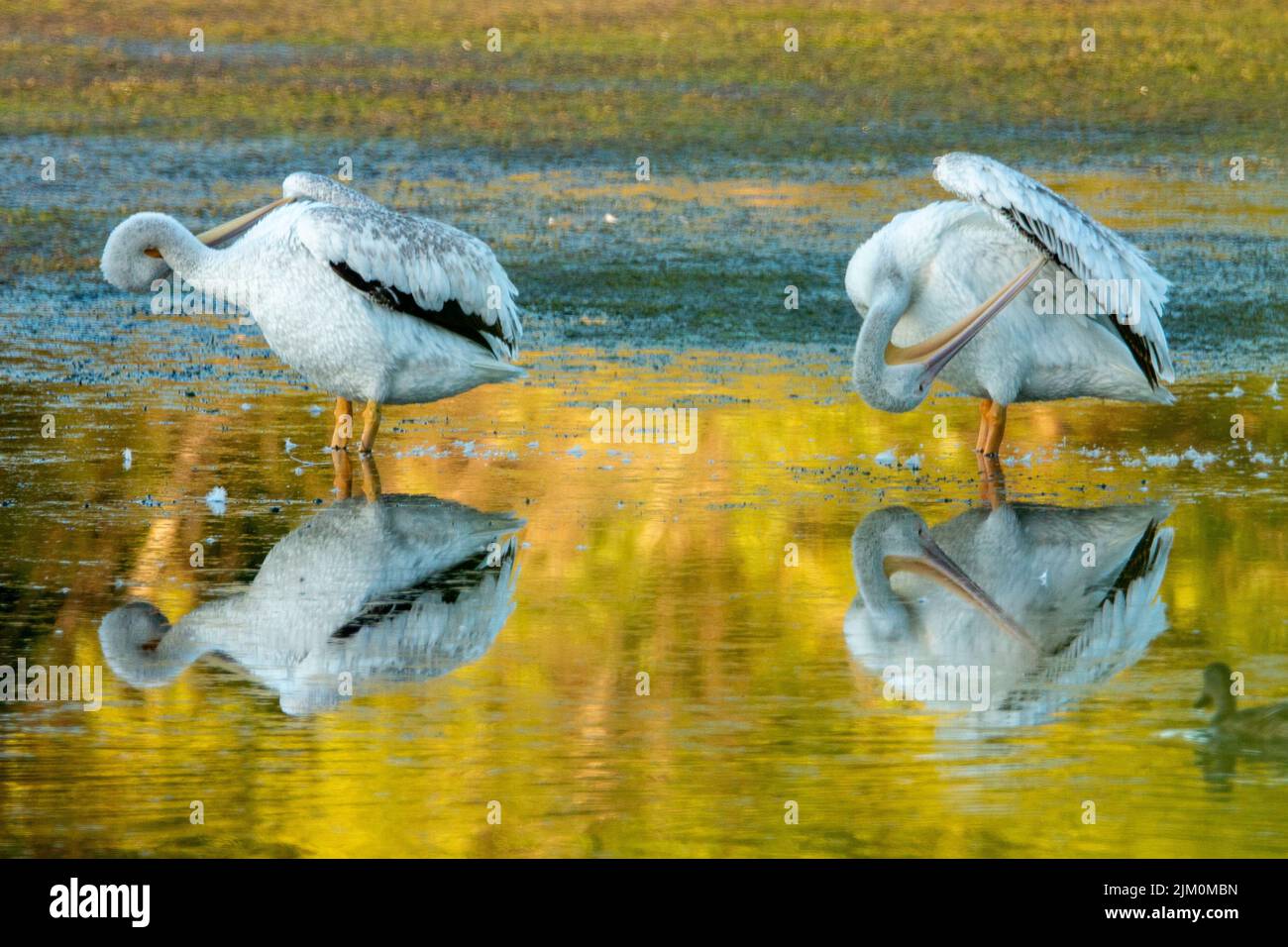 Two American white pelicans preening themselves in the shallow water of ...