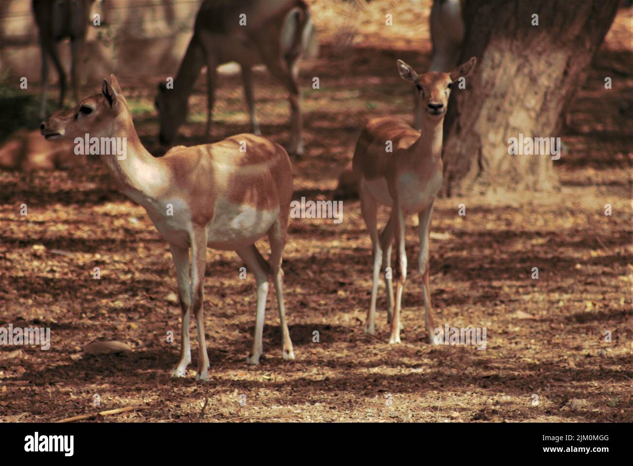 A pair of brown deer walking around Karachi Zoo in Pakistan Stock Photo ...