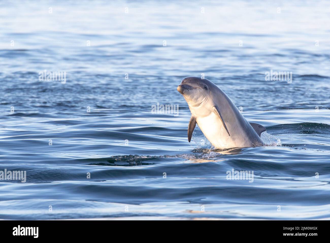 A dolphin jumping out of sea water in the wild Stock Photo - Alamy