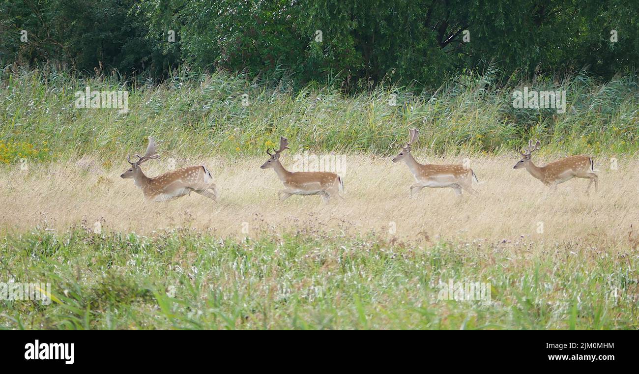 Four deer running in a row through grassla Stock Photo - Alamy