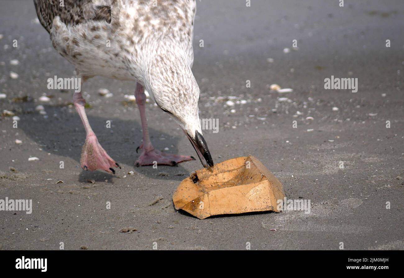 Seagull trying to eat a waste at the beach Stock Photo - Alamy