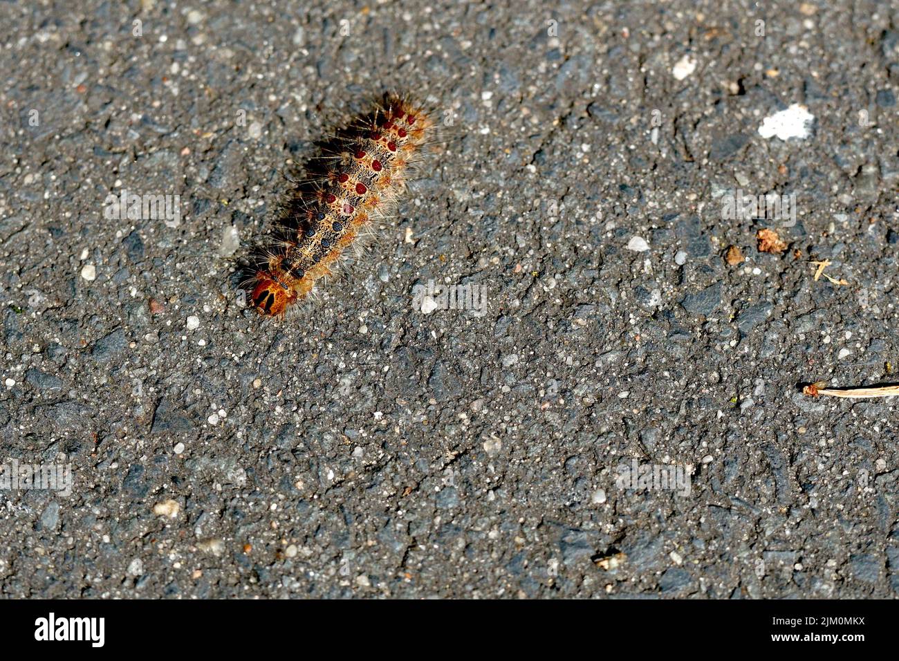 caterpillar crossing a tarmac street Stock Photo - Alamy