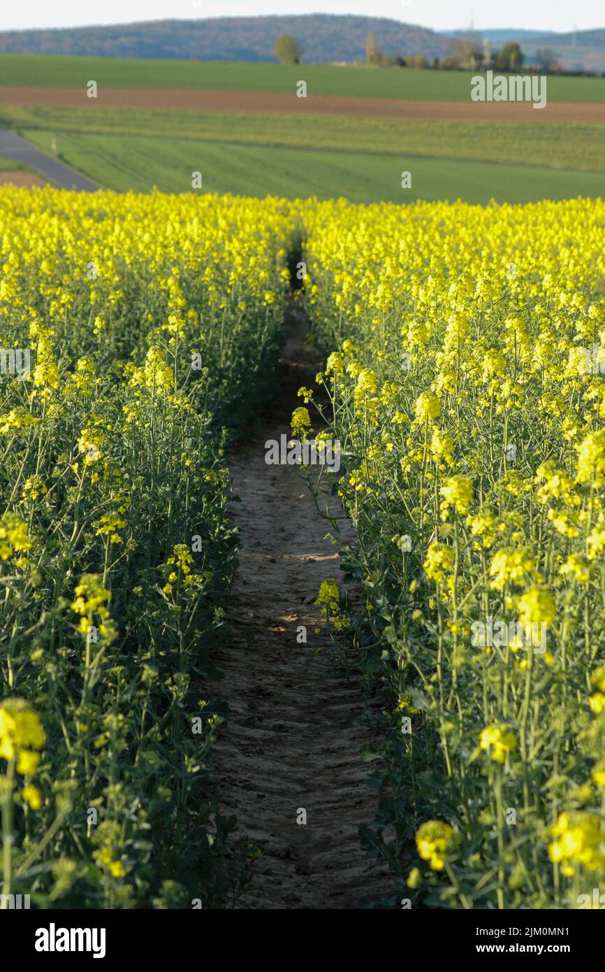 A vertical of a narrow trail in a field of yellow flowers in Bavaria ...