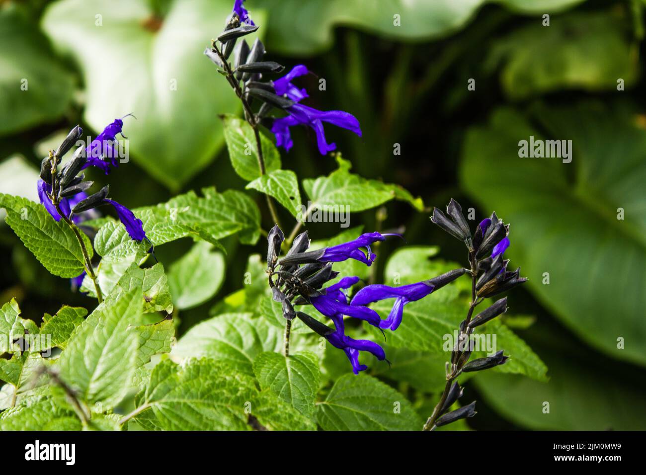 The close-up shot of dried purple Anise-scented sage or Salvia ...