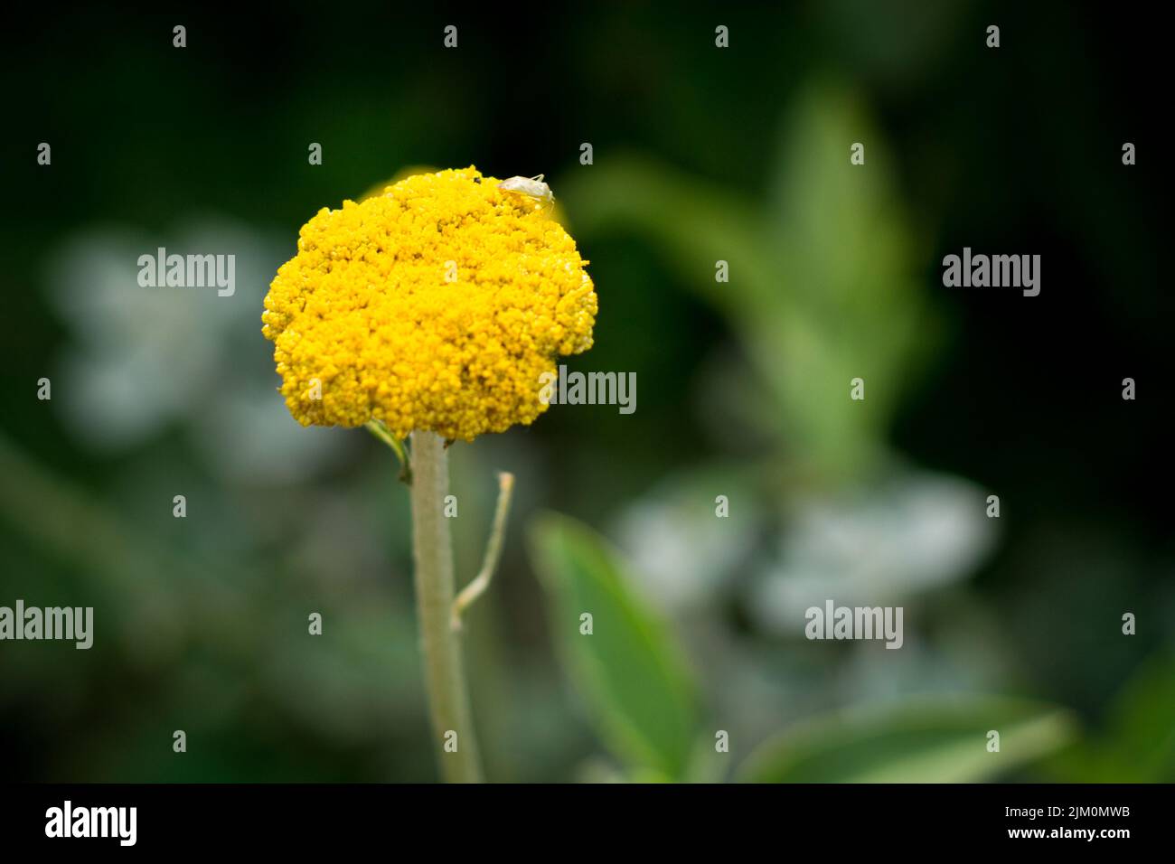 The Tanacetum is a genus of about 160 species of flowering plants in ...