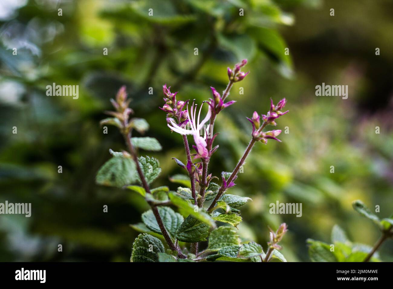The close-up shot of the Common fumitory flower or Fumaria officinalis ...