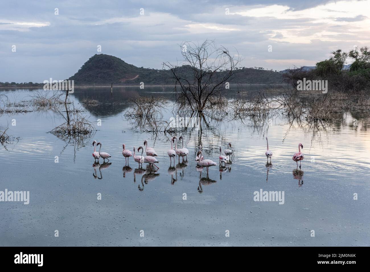 Lake Bogoria, Kenya, Africa Stock Photo - Alamy