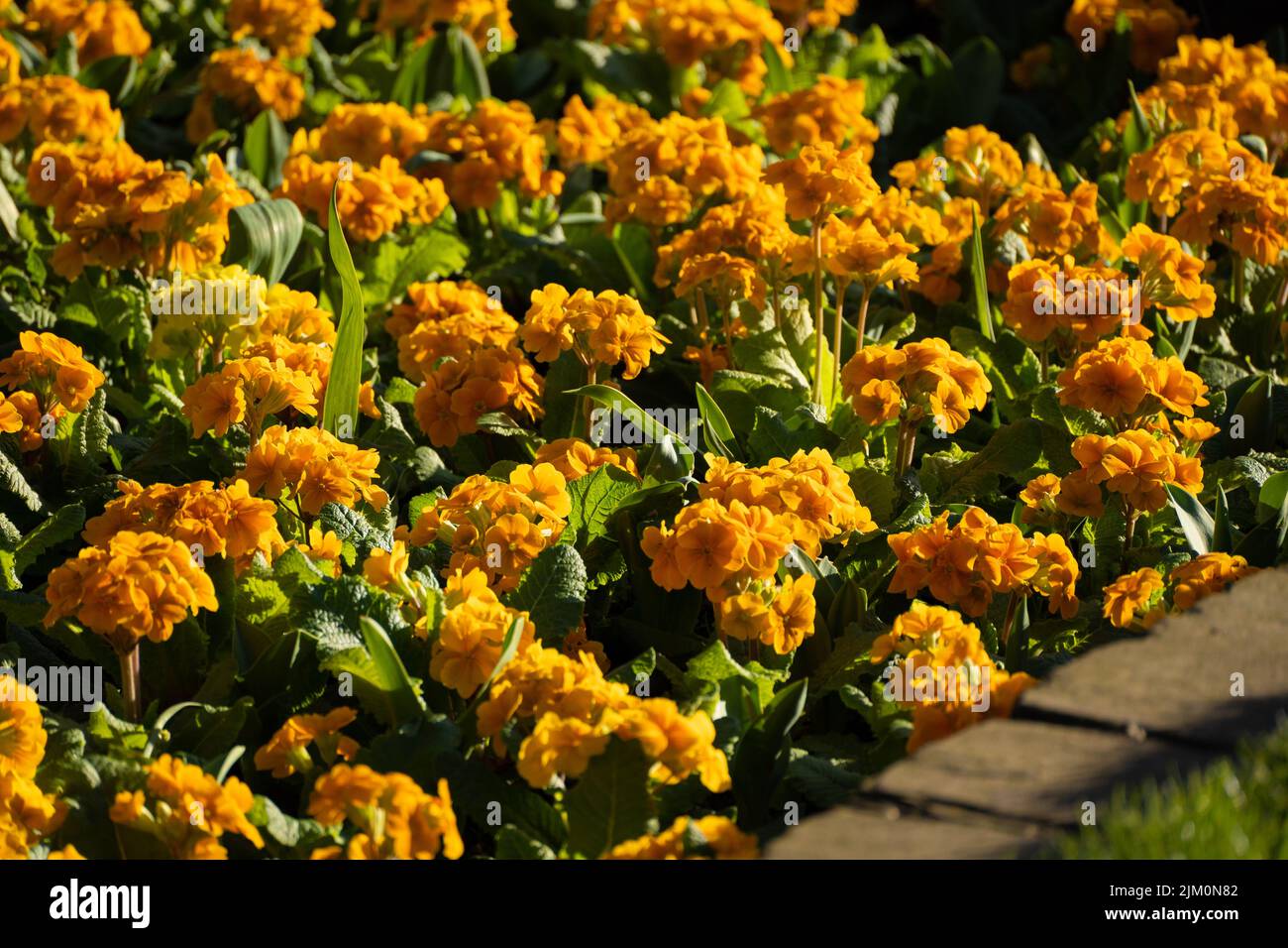 Beautiful orange primula primrose flowers in the garden under the ...