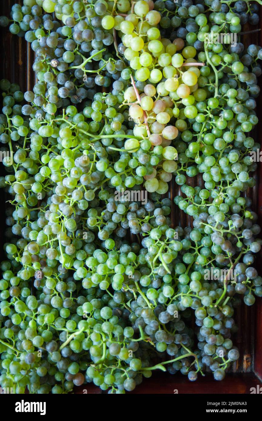 Grape wall hi-res stock photography and images - Alamy