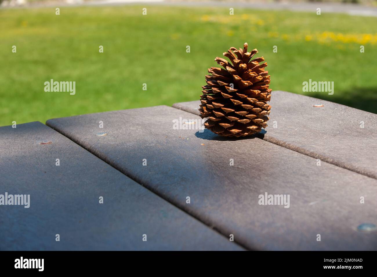 One pine cone Stock Photo - Alamy