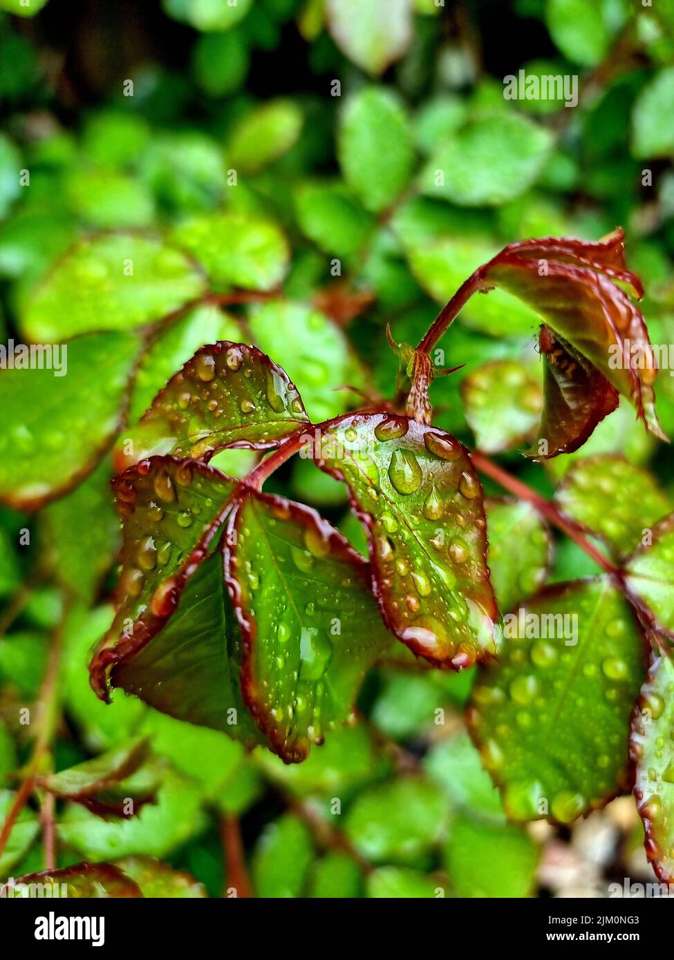 A beautiful vertical natural background with waterdrops on the leaves ...