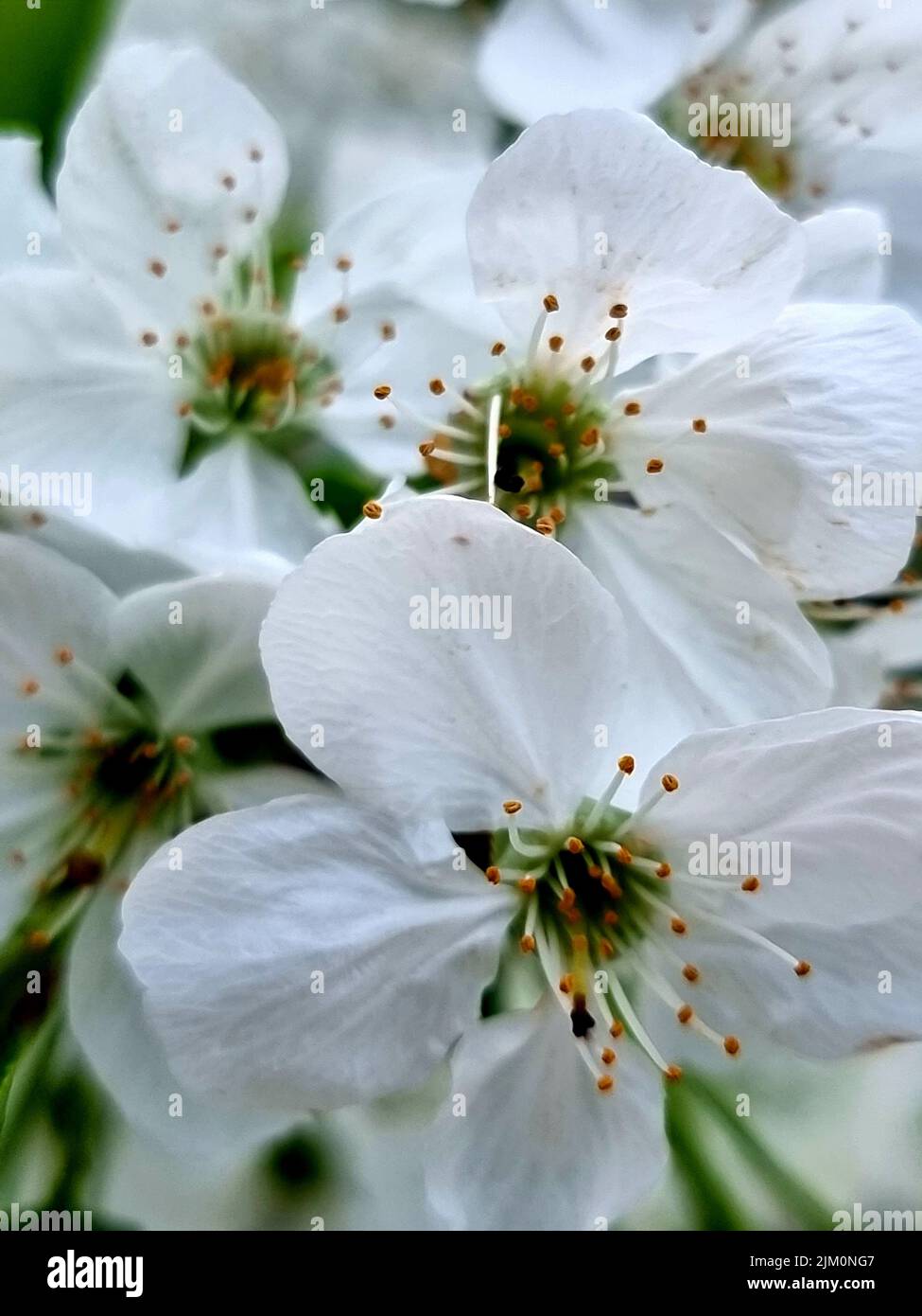 Cerasus flowers hi-res stock photography and images - Alamy
