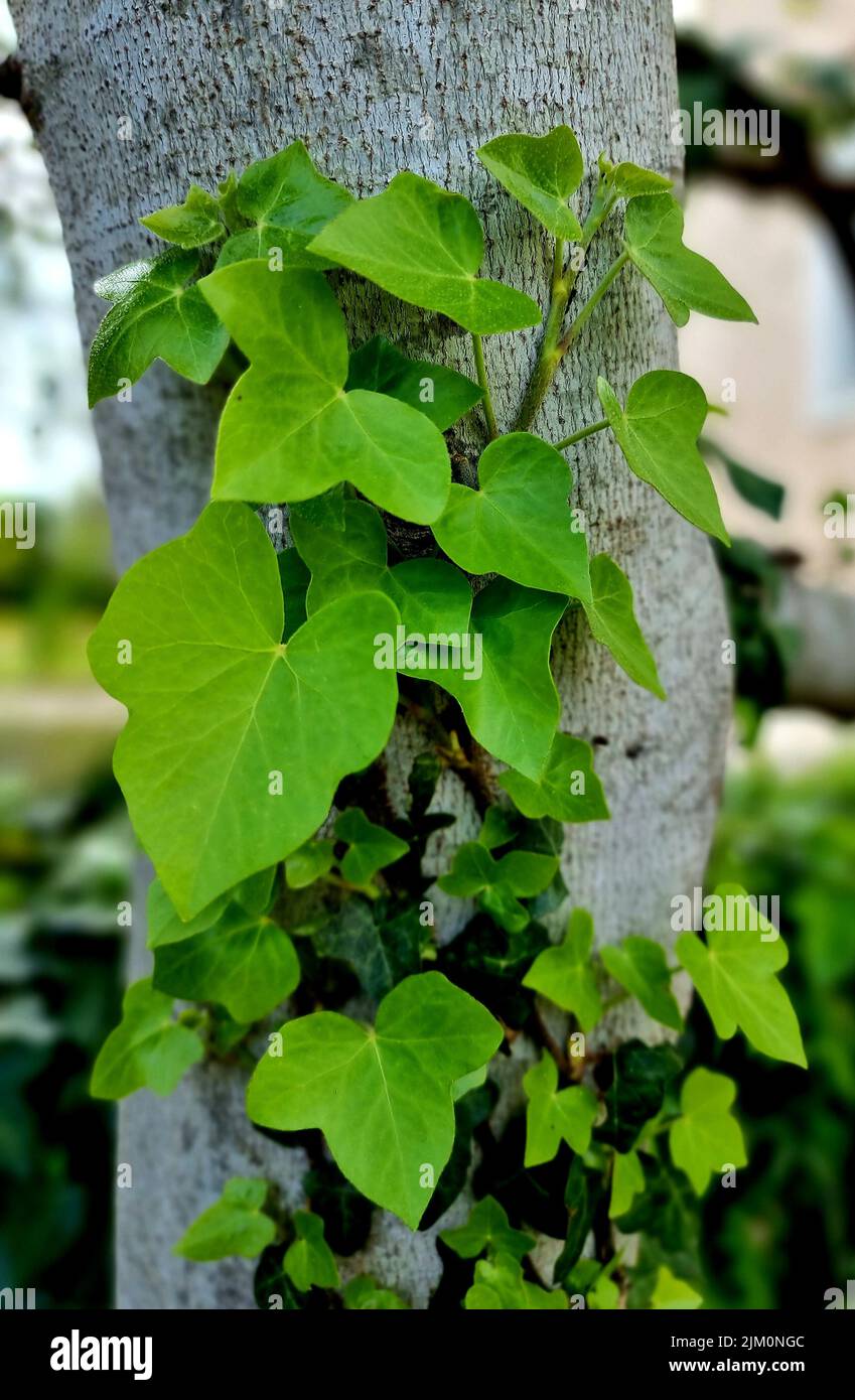 A vertical closeup of common ivy leaves on the tree Stock Photo - Alamy